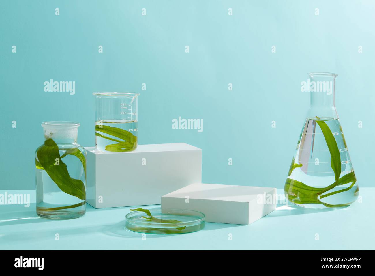 Against a blue background, transparent glassware of green seaweed ...