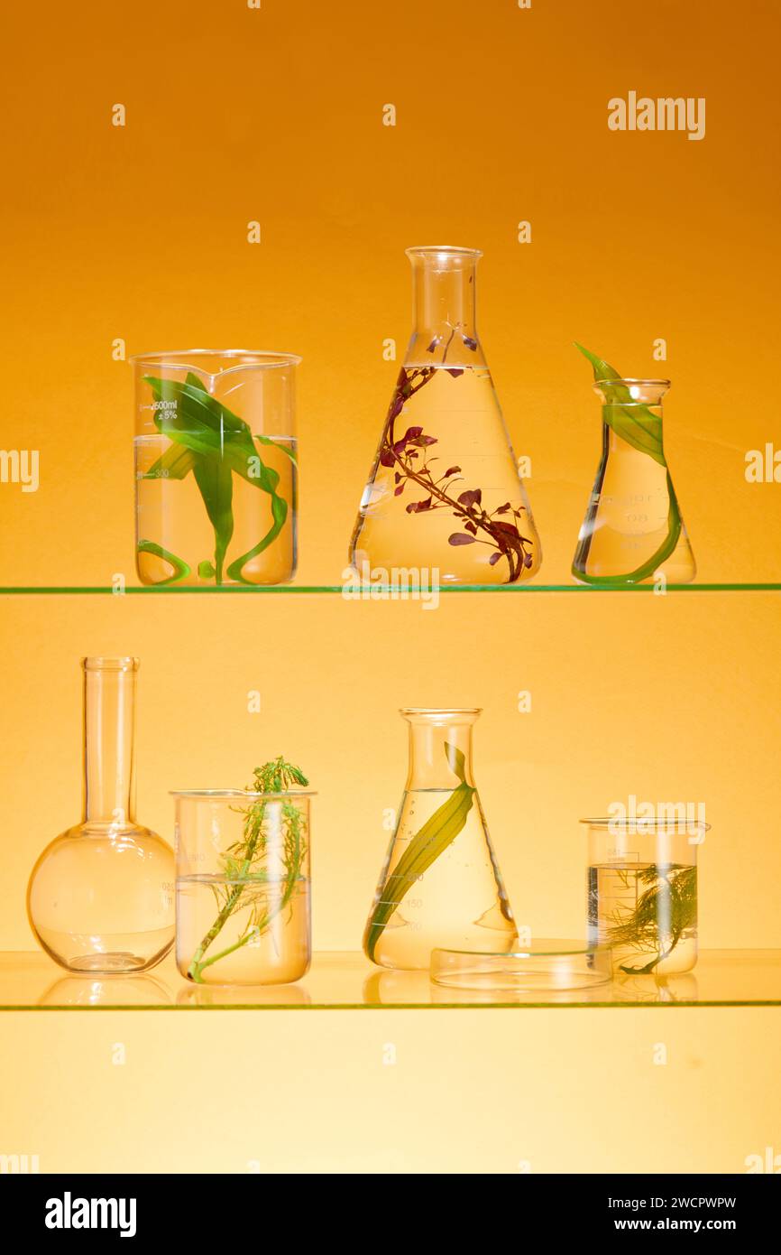 Several types of fresh seaweed are filled inside laboratory glassware ...