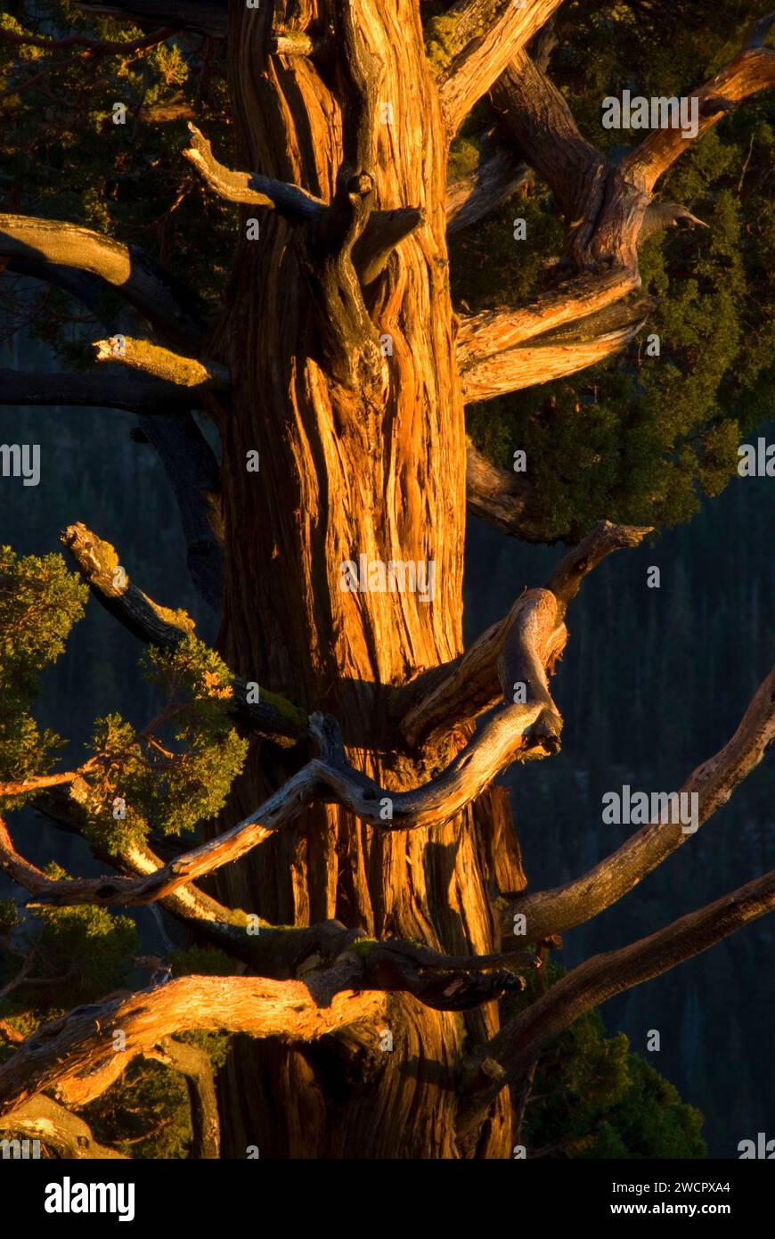 Ebbetts pass scenic byway hi-res stock photography and images - Alamy