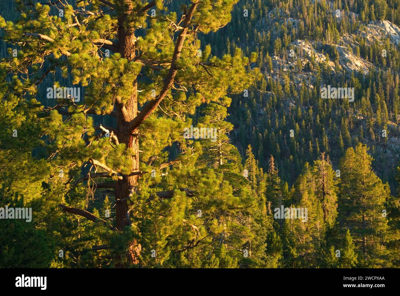 Jeffrey pine, Ebbetts Pass National Scenic Byway, Stanislaus National ...