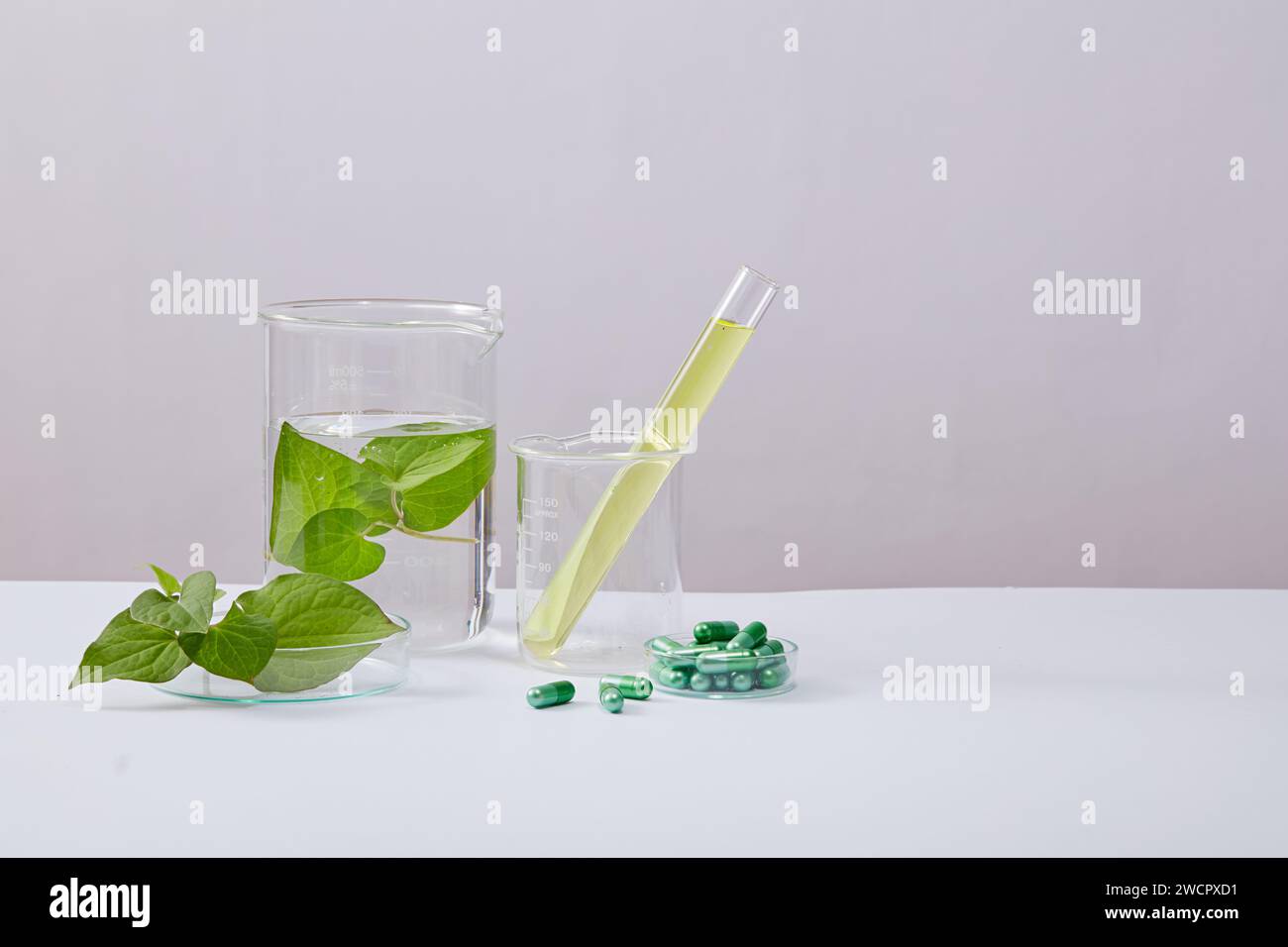 A beaker of water and fresh fish mint leaves arranged with a test tube ...