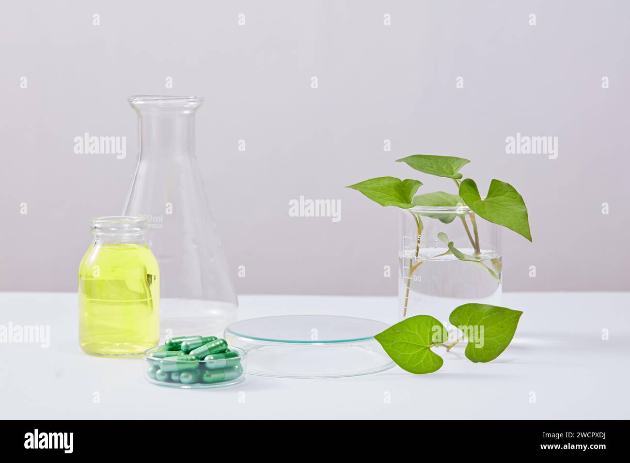 Laboratory glassware of essential oil and fresh fish mint leaves are ...