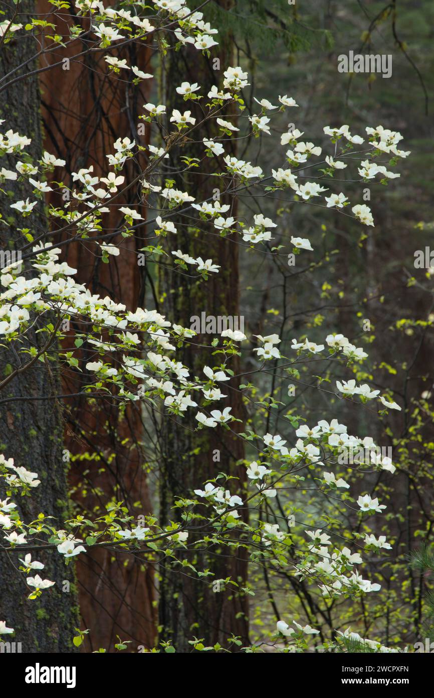 Pacific dogwood, Calaveras Big Trees State Park, Ebbetts Pass National ...