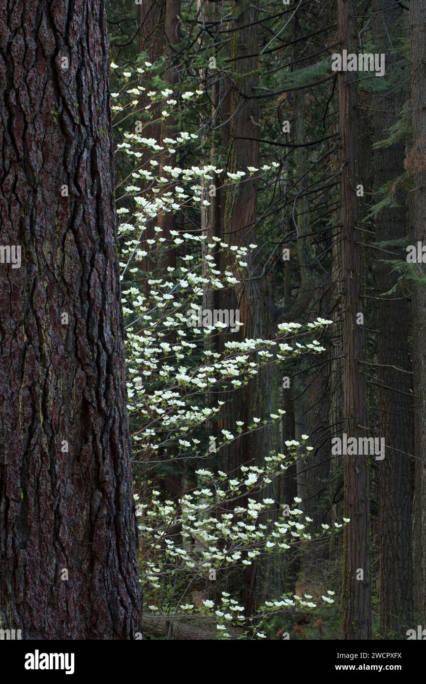 Pacific dogwood, Calaveras Big Trees State Park, Ebbetts Pass National ...