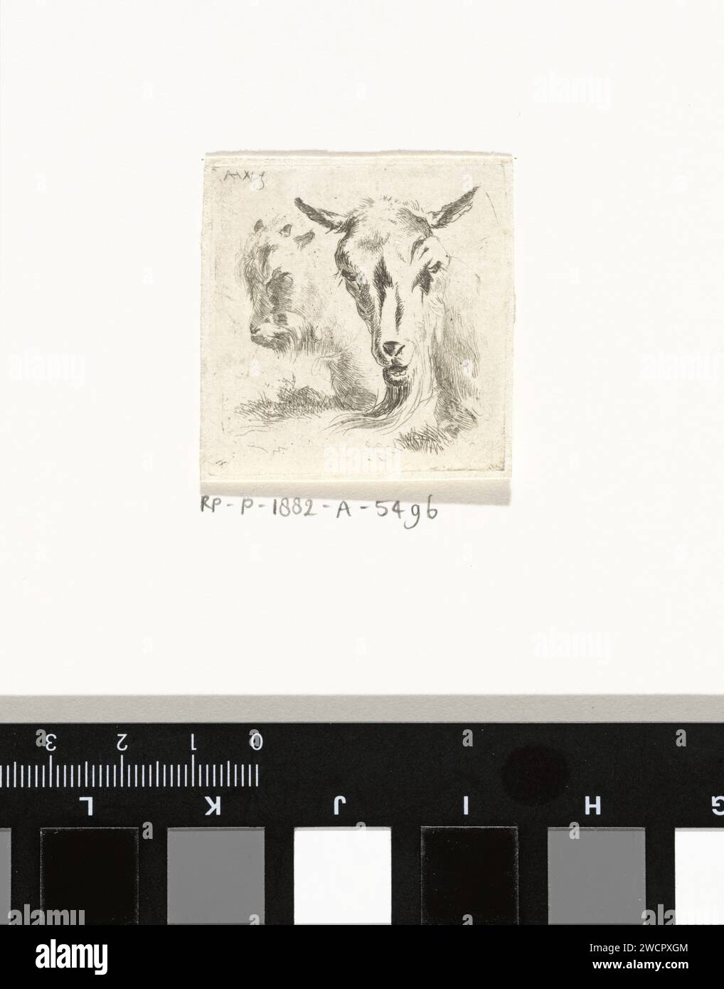 Two goat heads, Abraham Hendrik Winter, 1815 - 1860 print Two goat ...