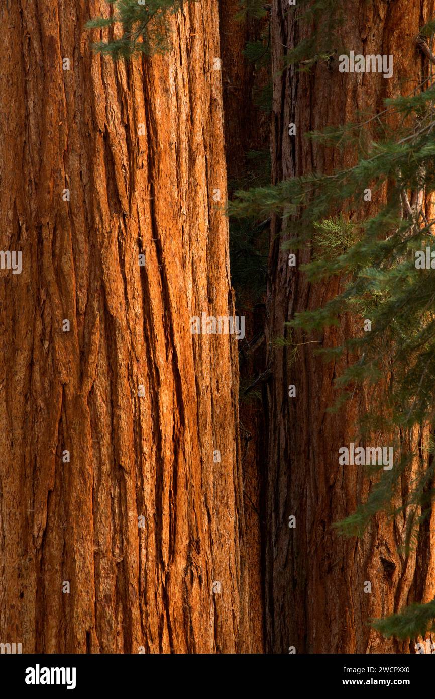 Sequoia in North Grove, Calaveras Big Trees State Park, Ebbetts Pass ...