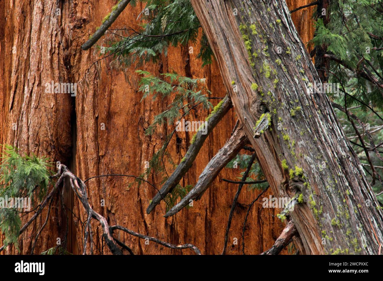 Sequoia in North Grove, Calaveras Big Trees State Park, Ebbetts Pass ...