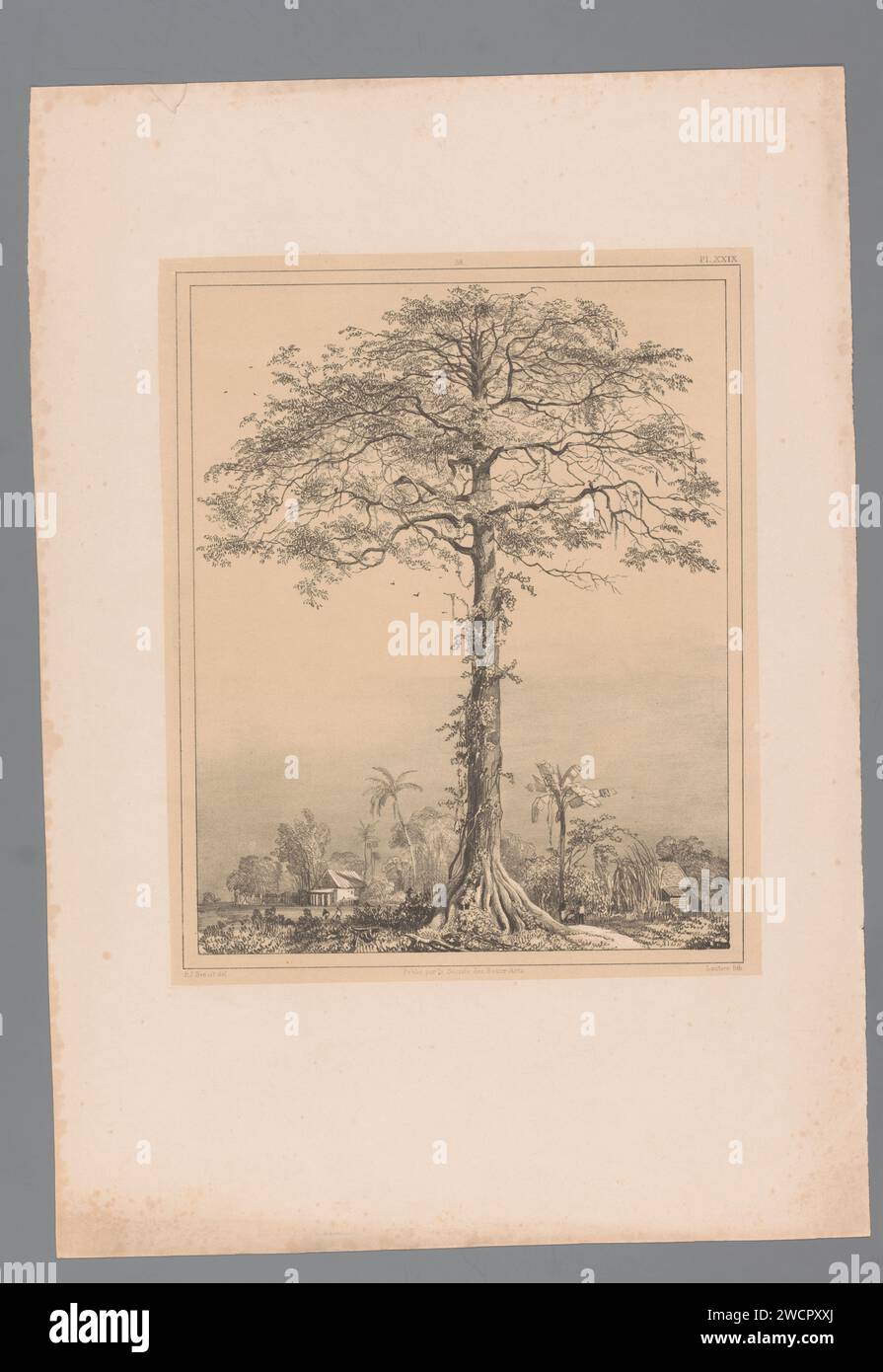 Kanantri Boom, Paulus Lauters, After Pierre Jacques Benoit, 1839 print ...