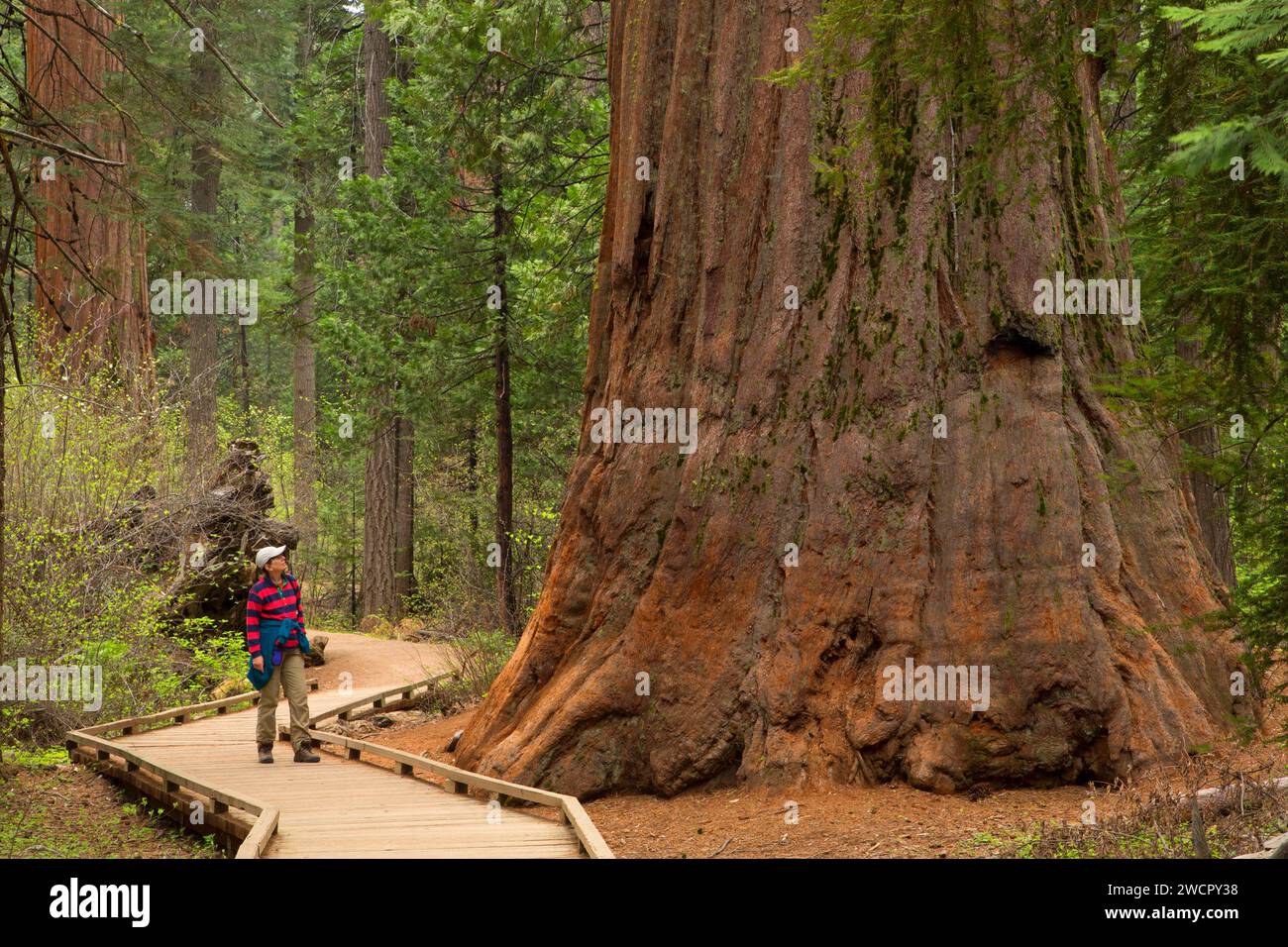Sequoia in North Grove, Calaveras Big Trees State Park, Ebbetts Pass ...