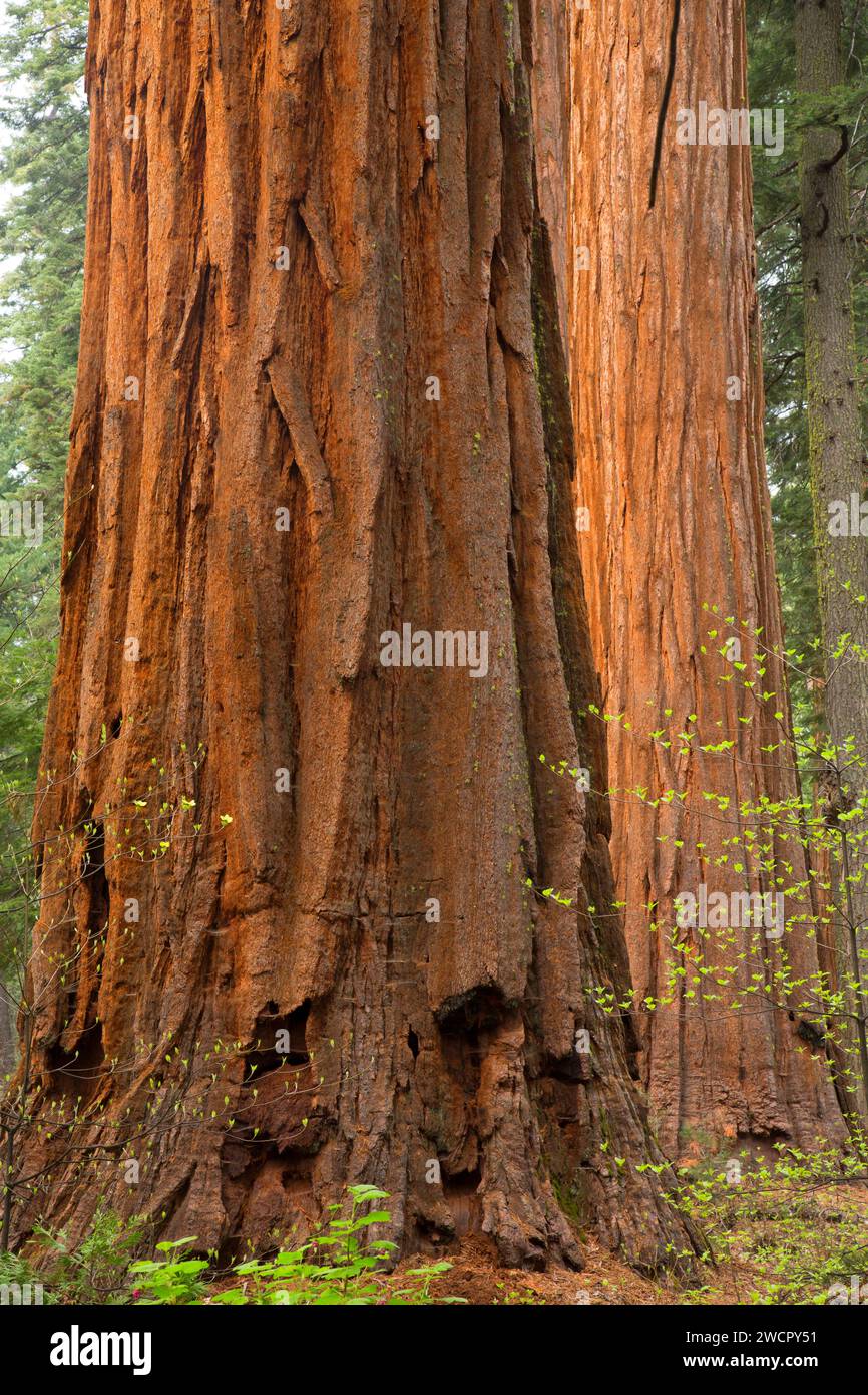 Sequoia in North Grove, Calaveras Big Trees State Park, Ebbetts Pass ...