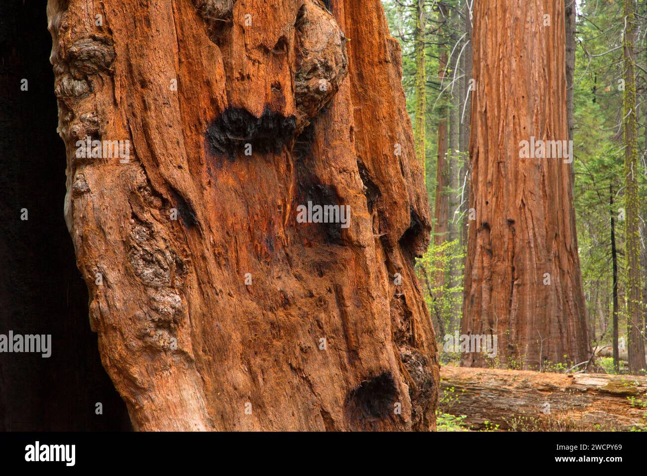 Sequoia in North Grove, Calaveras Big Trees State Park, Ebbetts Pass ...