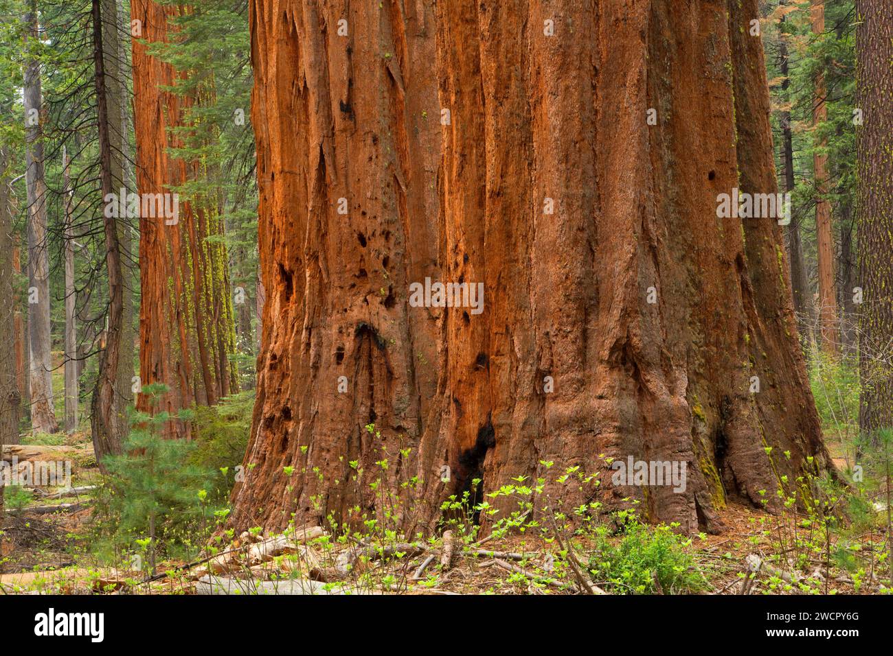 Sequoia in North Grove, Calaveras Big Trees State Park, Ebbetts Pass ...