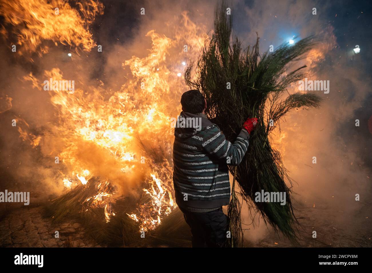 San Bartolome De Pinares, Spain. 16th Jan, 2024. A man throws branches ...