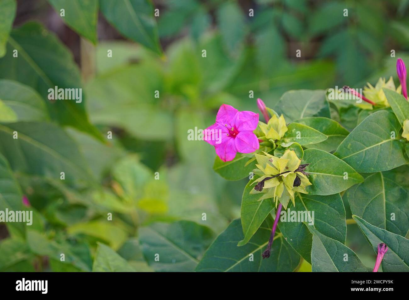 Marvel of Peru or Mirabilis jalapa, pink flower, in Athens, Greece ...