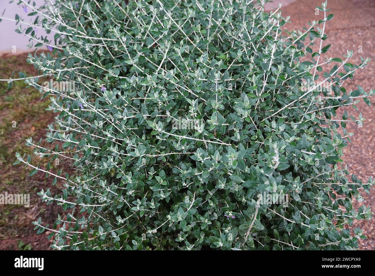 Shrubby germander, or Teucrium fruticans plant in Glyfada, Greece Stock ...
