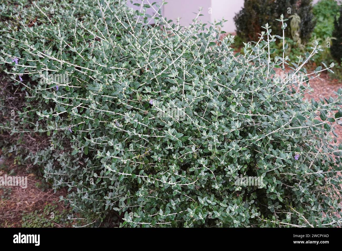 Teucrium fruticans hi-res stock photography and images - Alamy