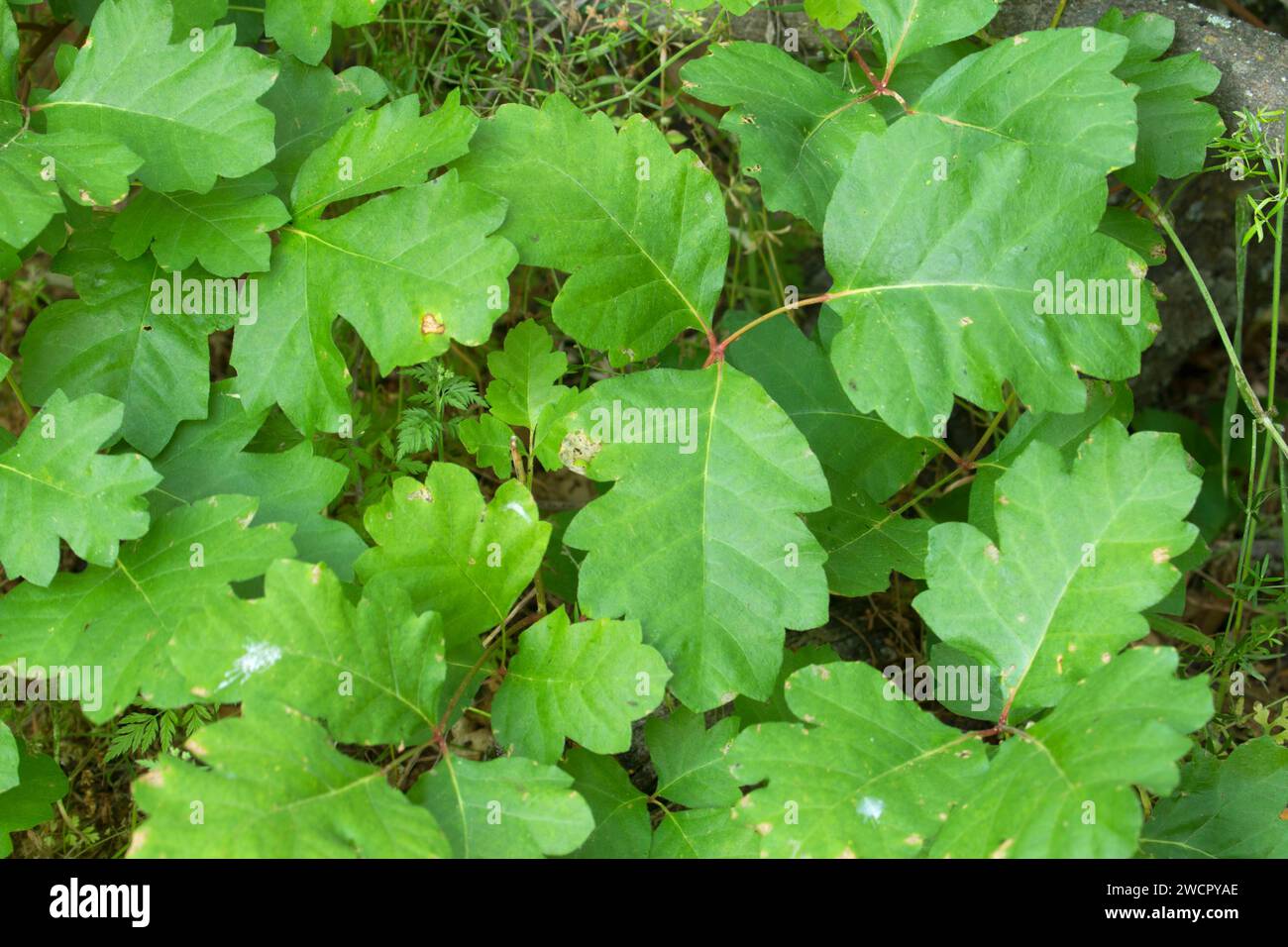 Toxicode Toxicodendron Radicans Ssp. Radicans"
