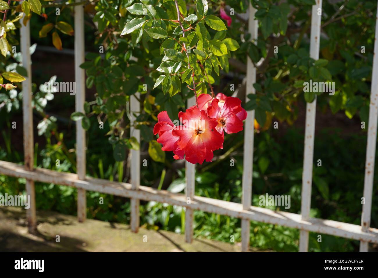 Rosa cocktail shrub rose hi-res stock photography and images - Alamy