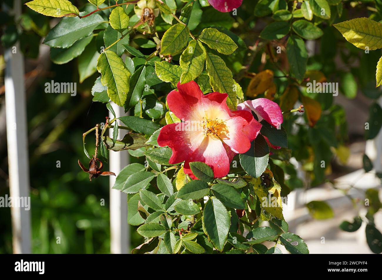 Red and yellow rosa cocktail, or Meimick shrub rose Stock Photo - Alamy