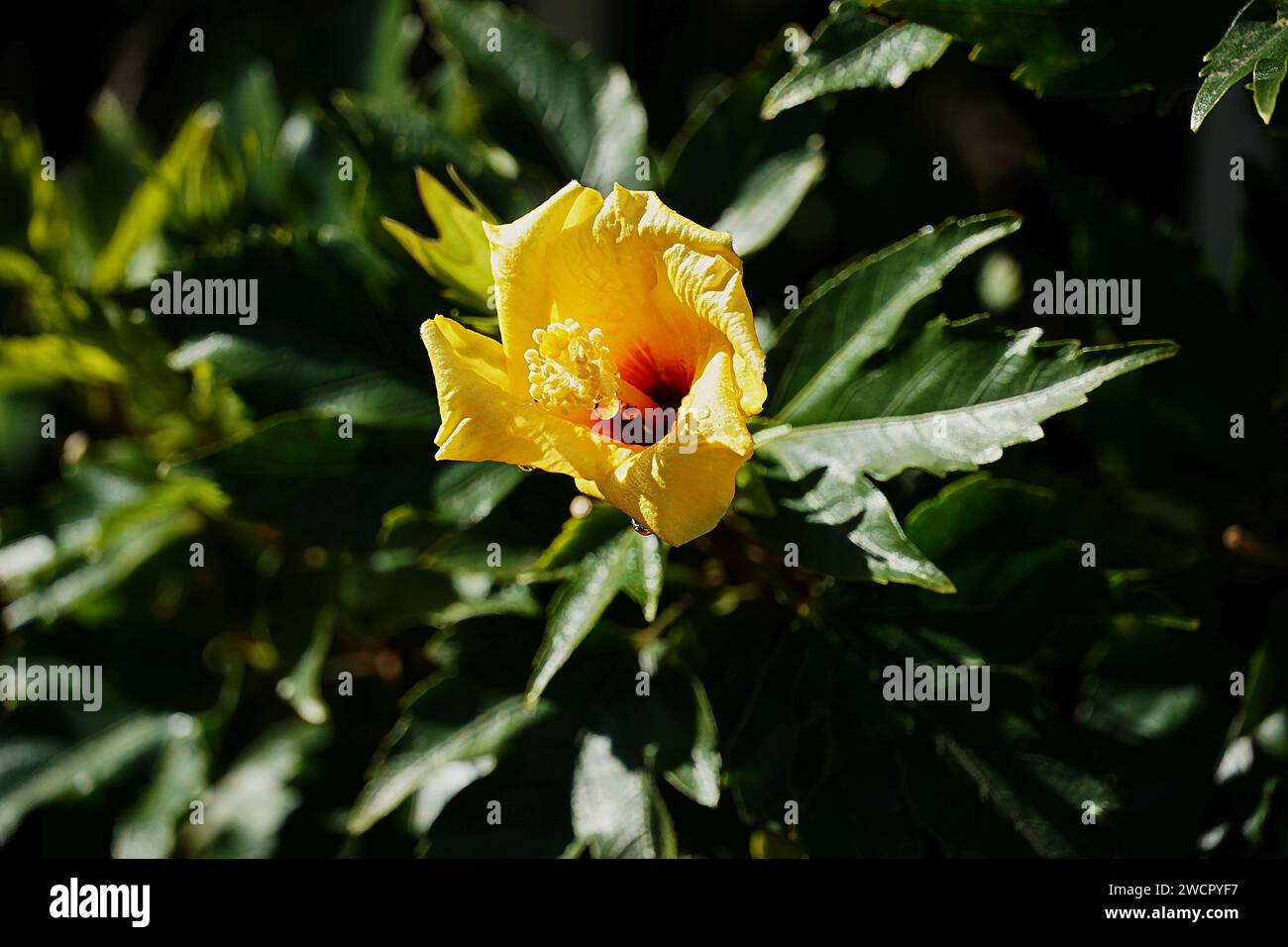 A yellow hibiscus flower, after the rain, in Glyfada, Greece Stock ...
