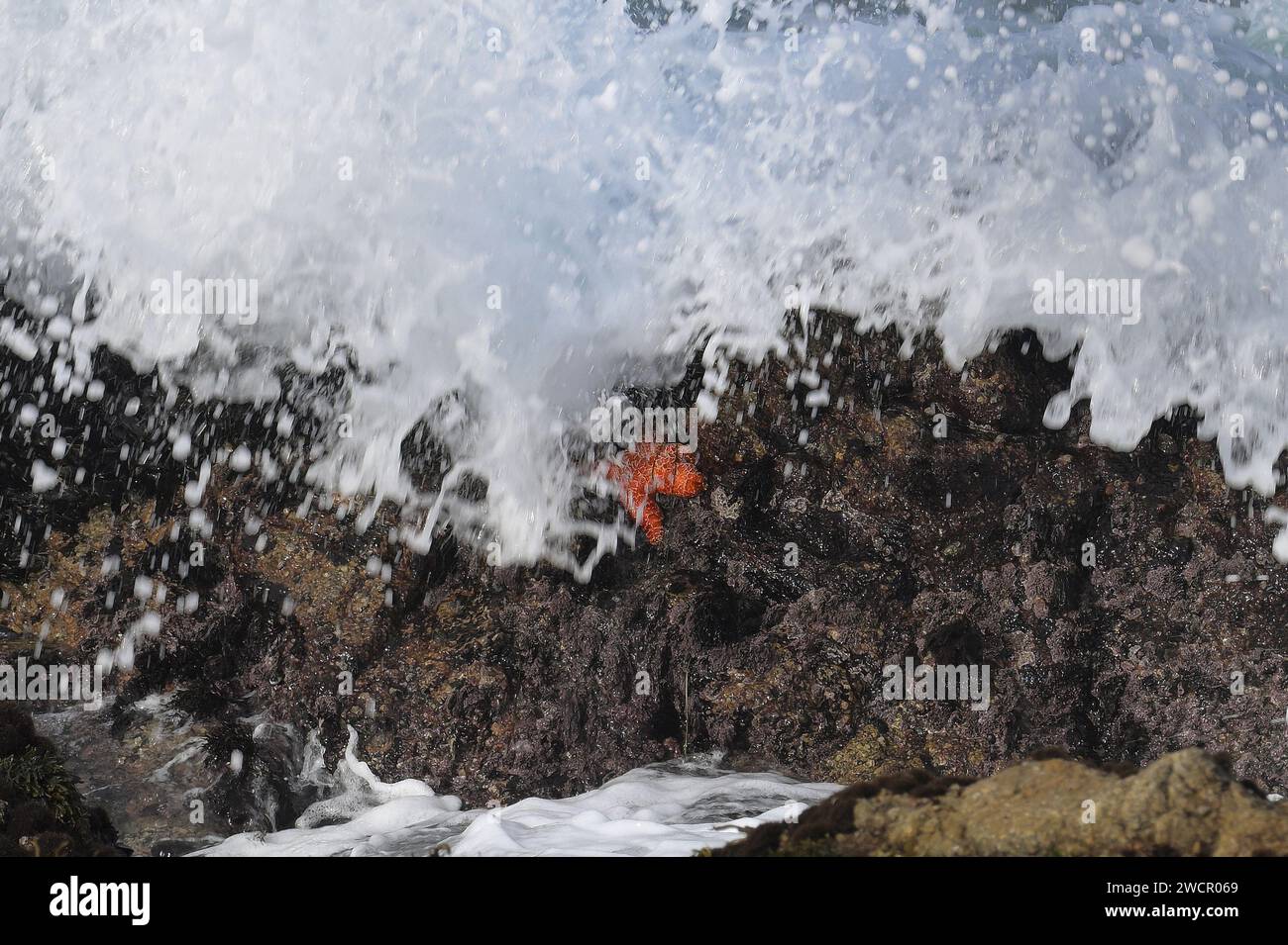 Pacific Grove, California, USA. 16th Jan, 2024. Starfish (Asteroidea ...