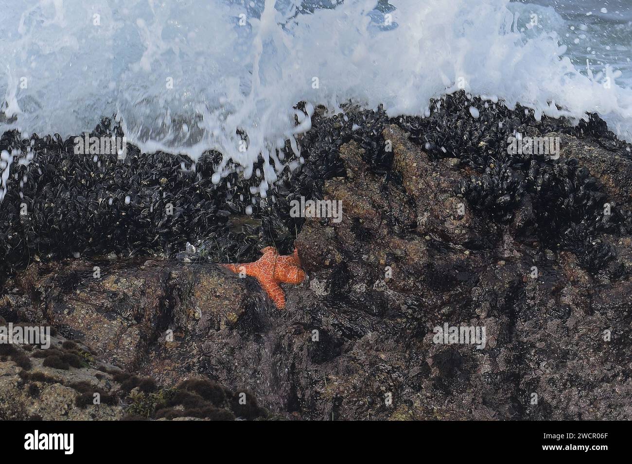Pacific Grove, California, USA. 16th Jan, 2024. Starfish (Asteroidea ...
