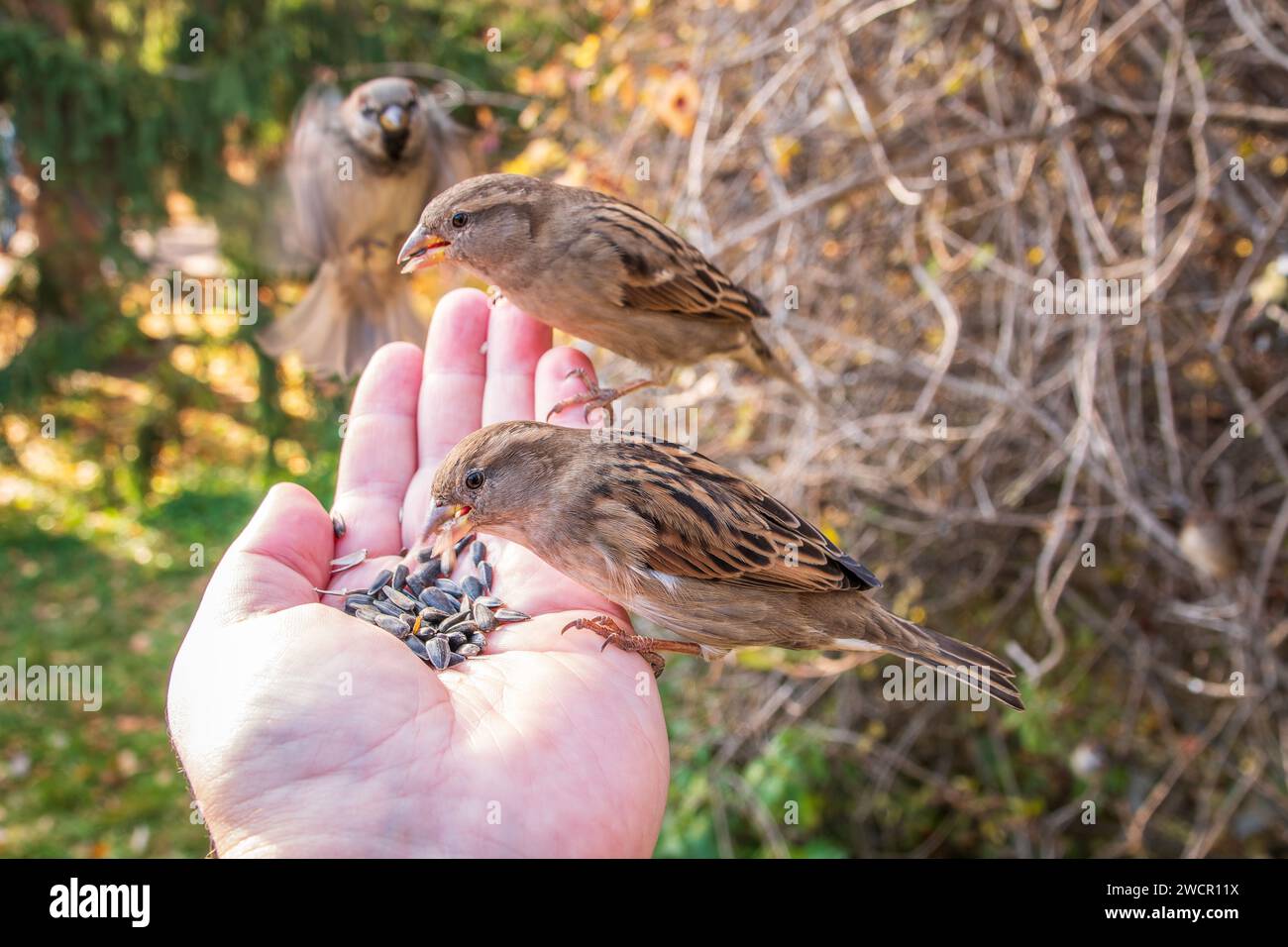 Titmouse bird eats seeds from hi-res stock photography and images - Alamy