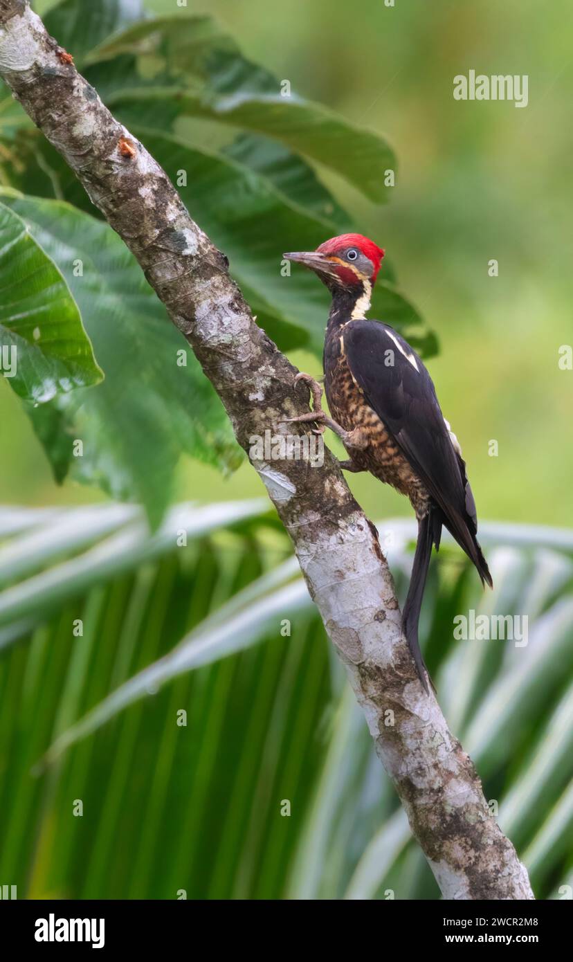 Lineated Woodpecker (Dryocopus lineatus) at Boca Tapada, Costa Rica ...
