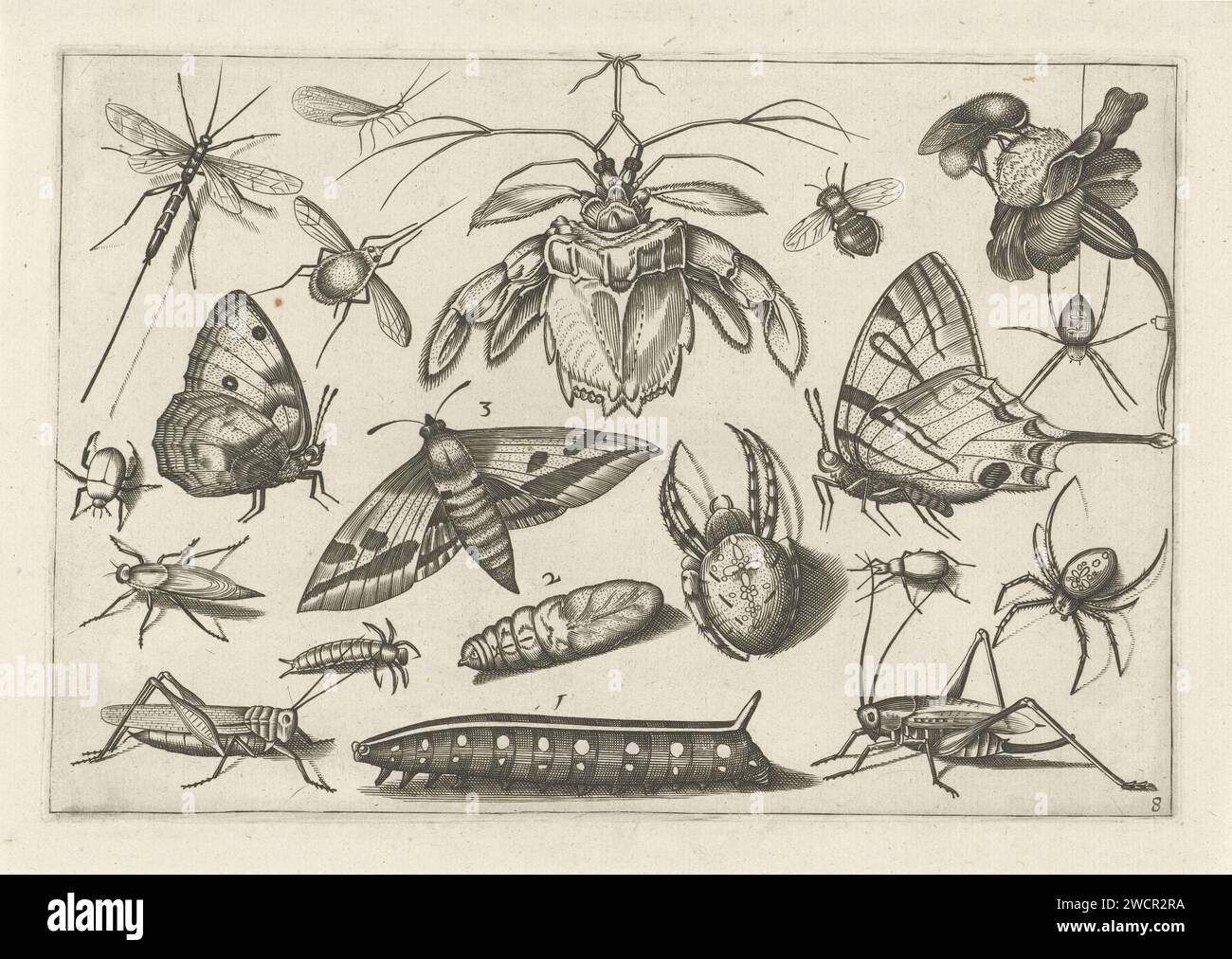 Insects, Jacob Hoefnagel, after Joris Hoefnagel, 1630 print Different ...