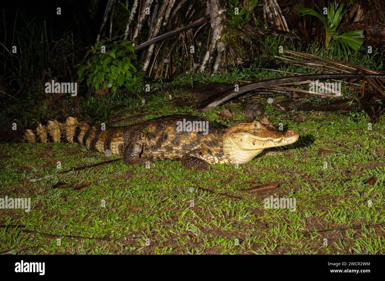 The Spectacled Caiman (Caiman crocodilus) on the night hunt at La ...