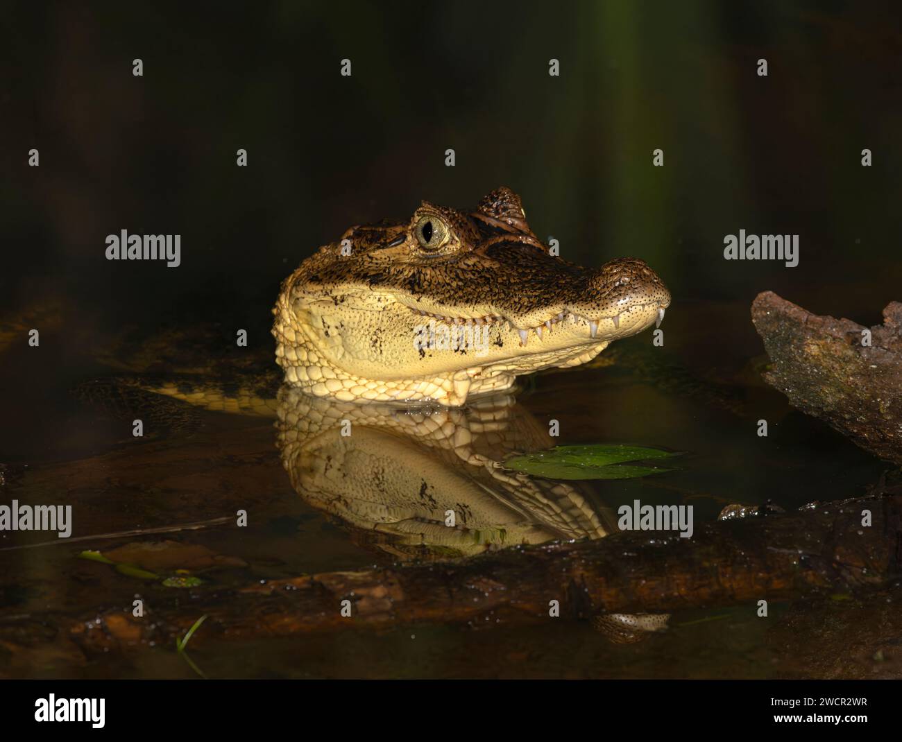 The Spectacled Caiman (Caiman crocodilus) on the night hunt at La ...