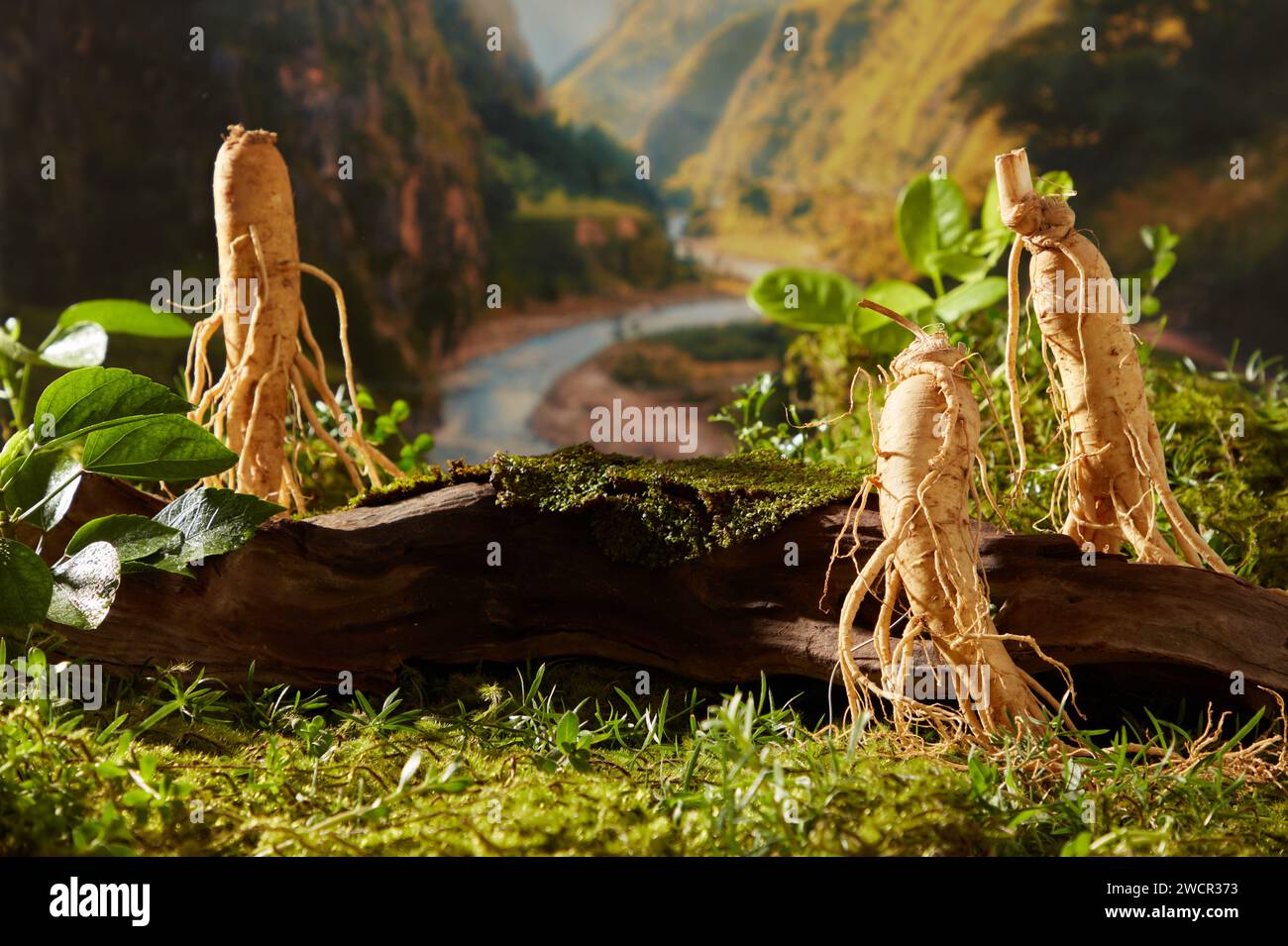 Panax ginseng hi-res stock photography and images - Alamy