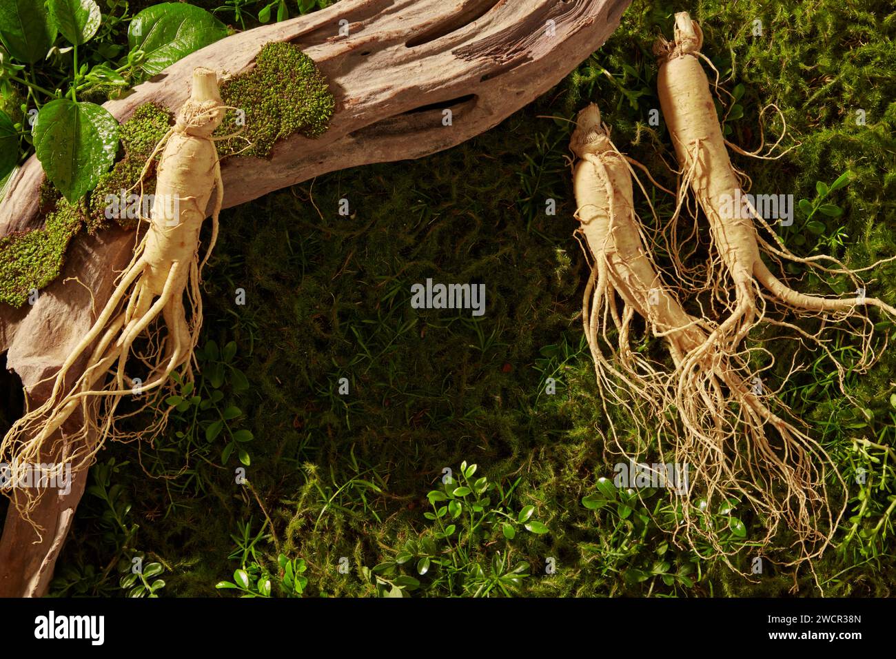 Top view of some ginseng roots with a tree branch. Vacant space in the middle to display your ...