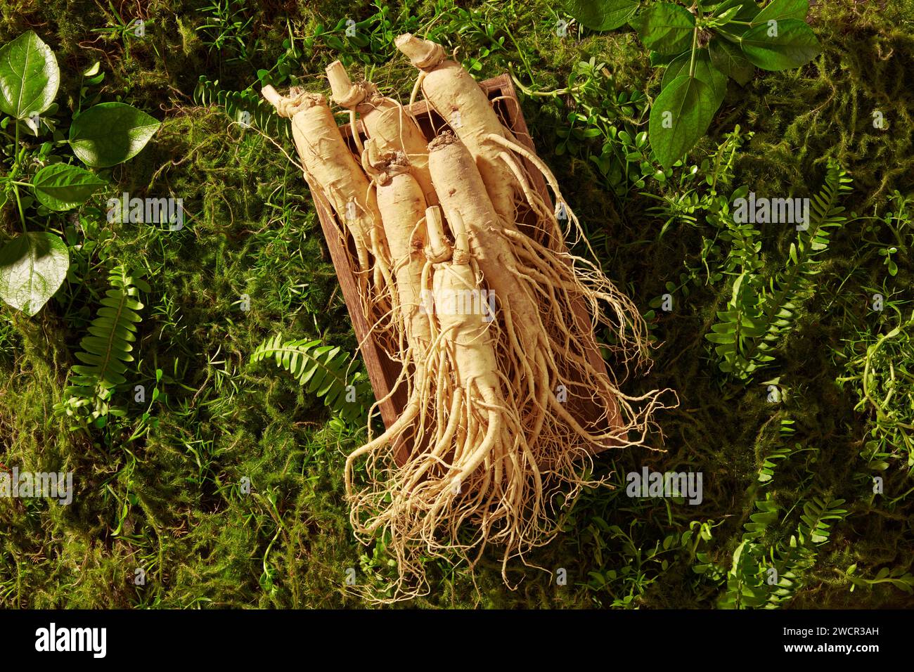 A lot of ginseng roots are stacked on each other on the wooden tray. Ginseng (Panax ginseng) is ...