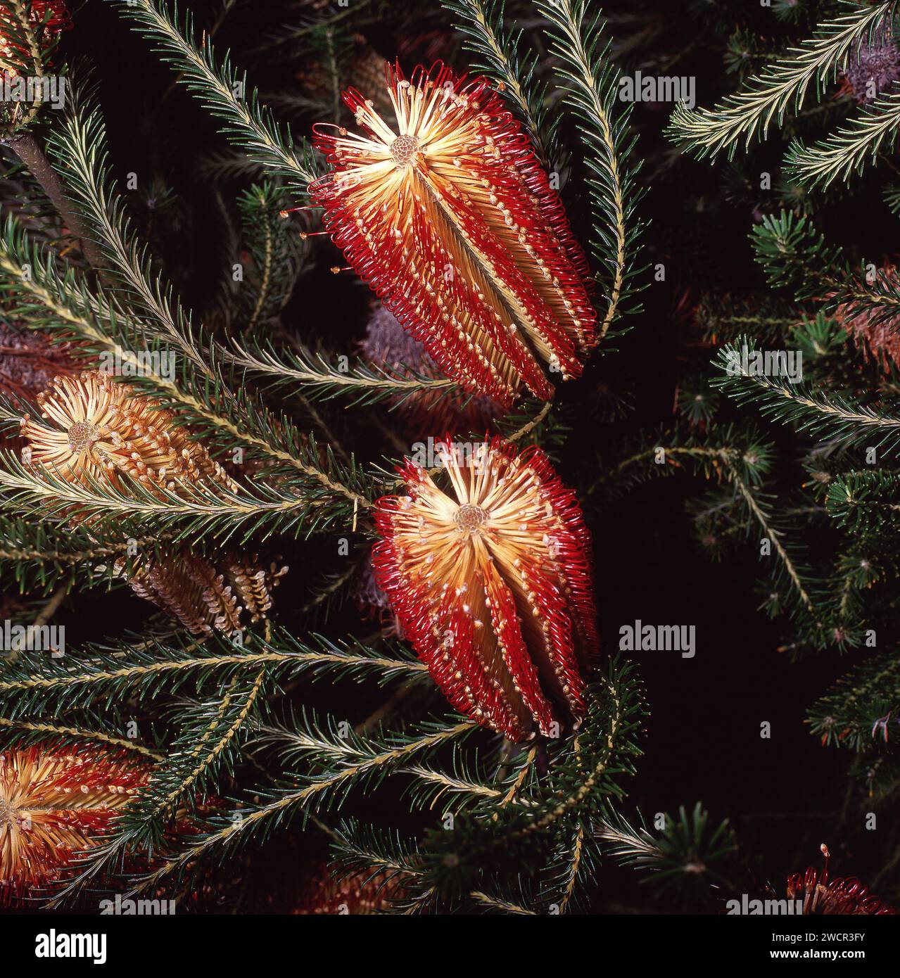 RED BANKSIA ERICIFOLIA Stock Photo - Alamy