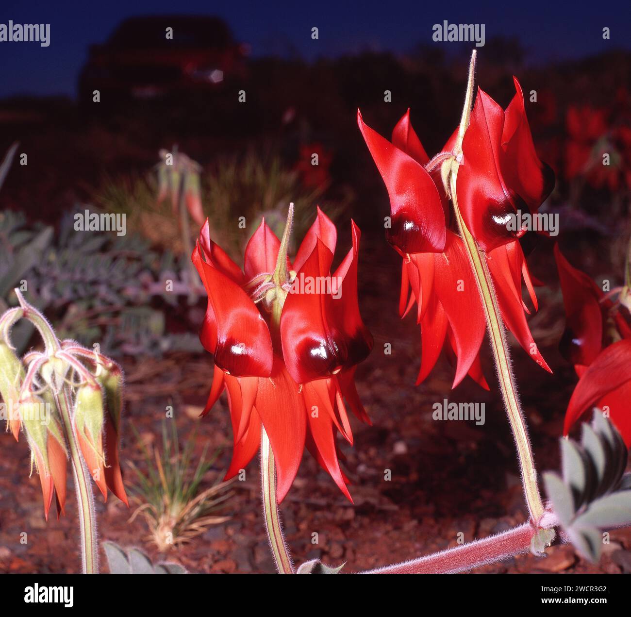 Swainsona formosa, commonly known as Sturt's desert pea or Sturt pea ...