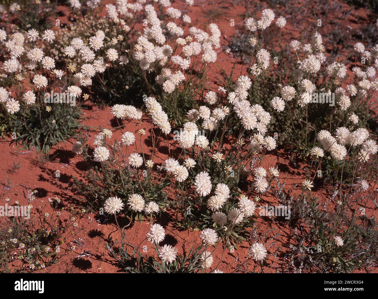 WHITE POM POM WILDFLOWERS (CEPHALIPTERUM DRUMMONDII) WHICH ARE ENDEMIC ...