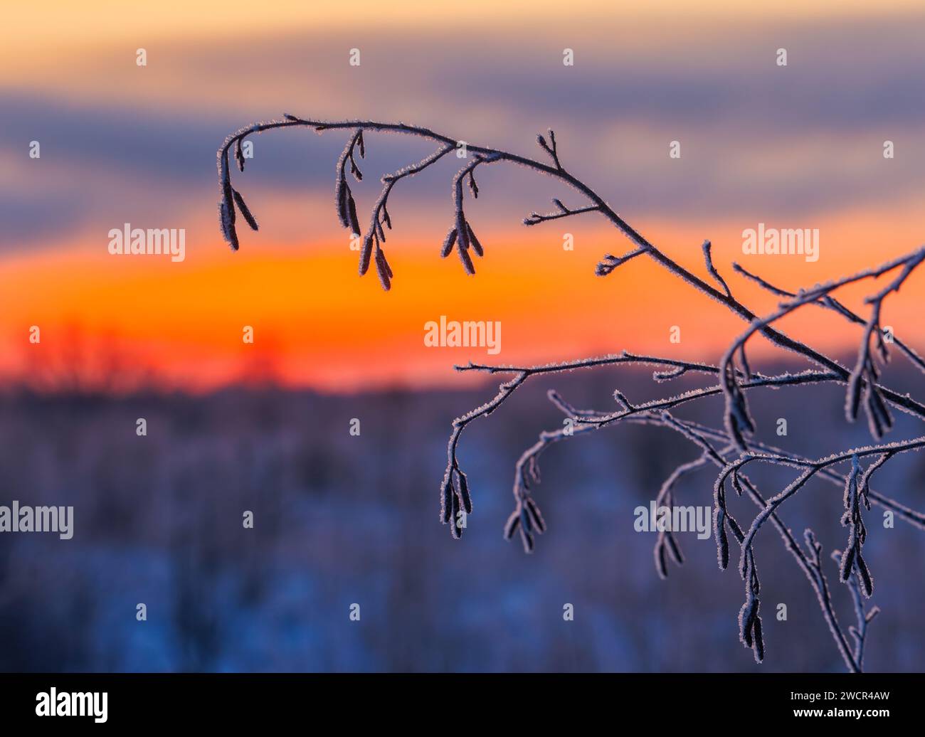Cold winter background with frost covered branches Stock Photo - Alamy