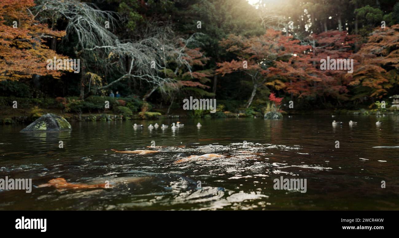 Koi pond, trees and nature with landscape and environment, ducks and ...