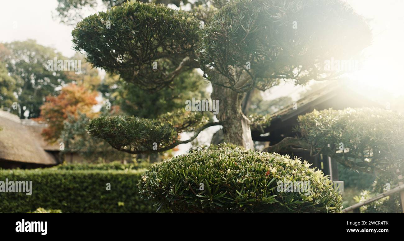 Trees, nature and sunshine, landscape and environment with park in ...
