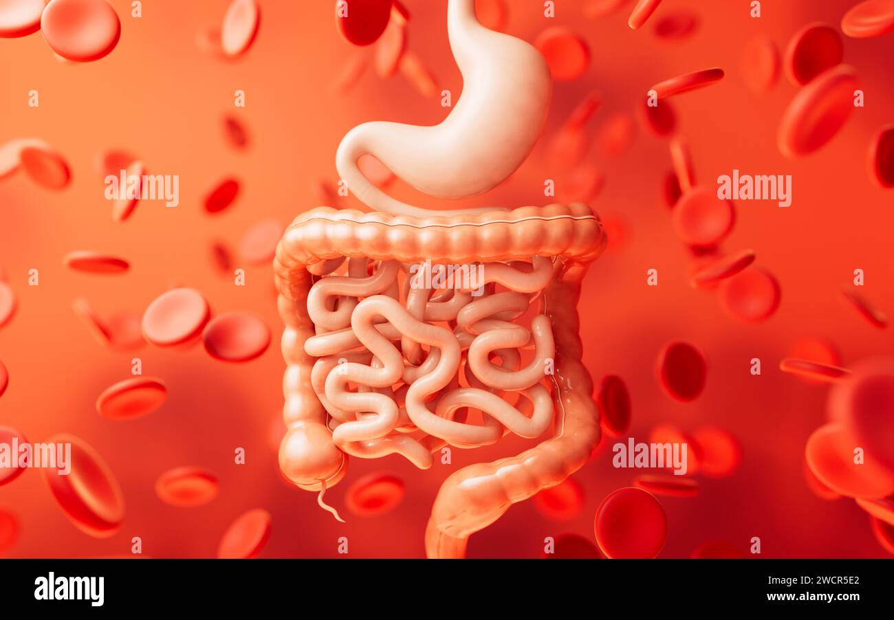 Intestinal tract hi-res stock photography and images - Alamy
