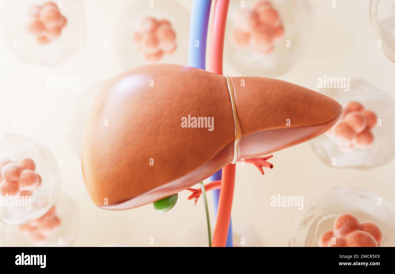 Liver organ with health care concept, 3d rendering. 3D illustration ...