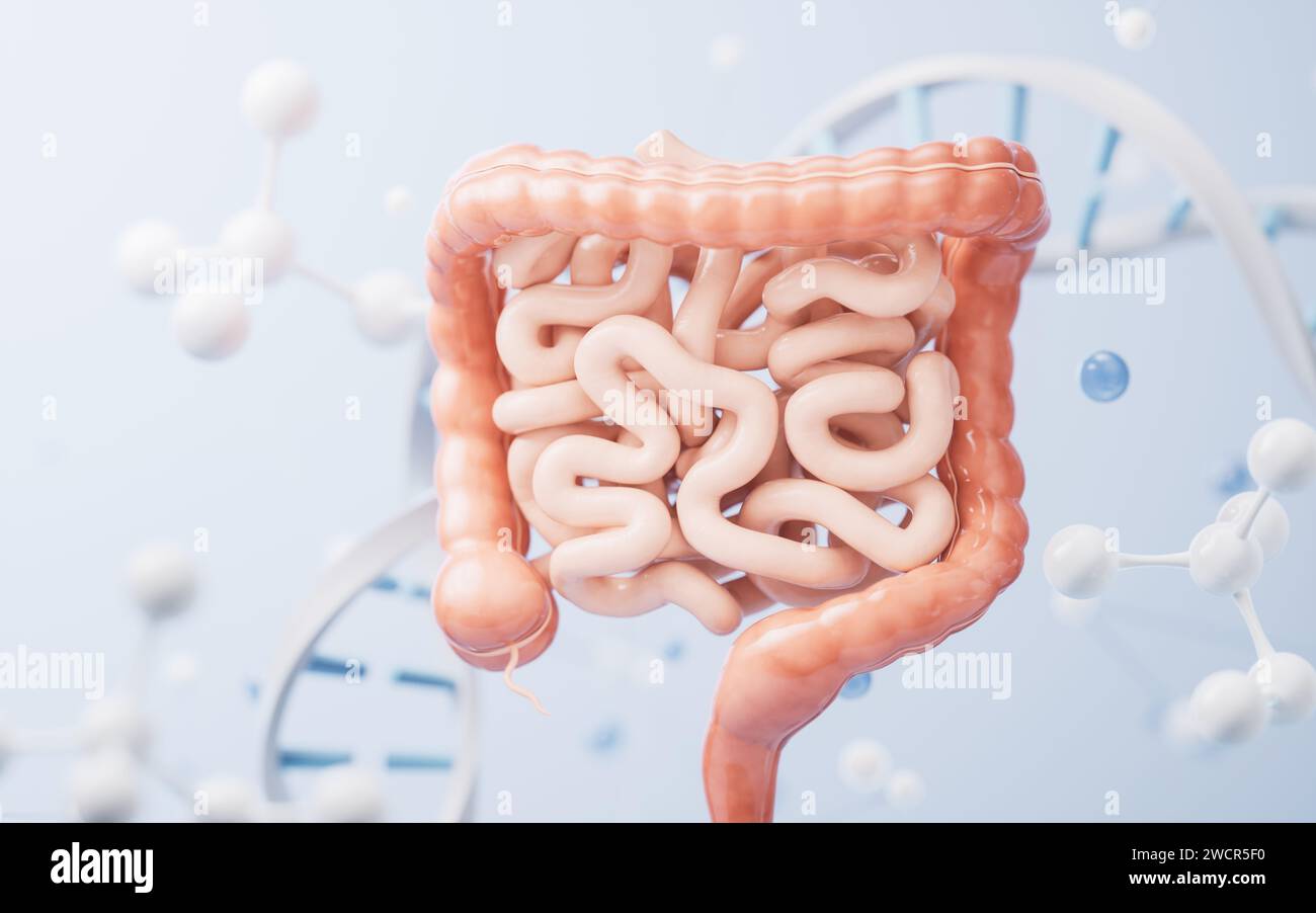 Intestinal tract with digestive health concept, 3d rendering. 3D ...