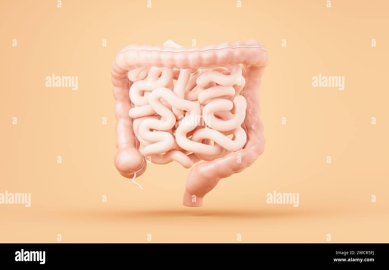 Intestinal tract with digestive health concept, 3d rendering. 3D ...