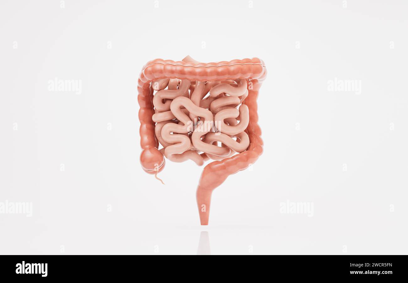 Intestinal tract with digestive health concept, 3d rendering. 3D ...
