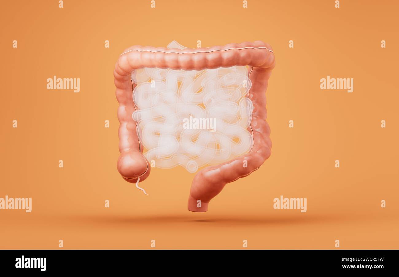 Intestinal tract with digestive health concept, 3d rendering. 3D ...