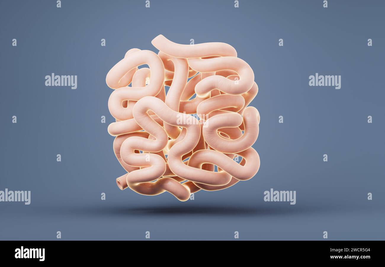 Intestinal tract with digestive health concept, 3d rendering. 3D ...