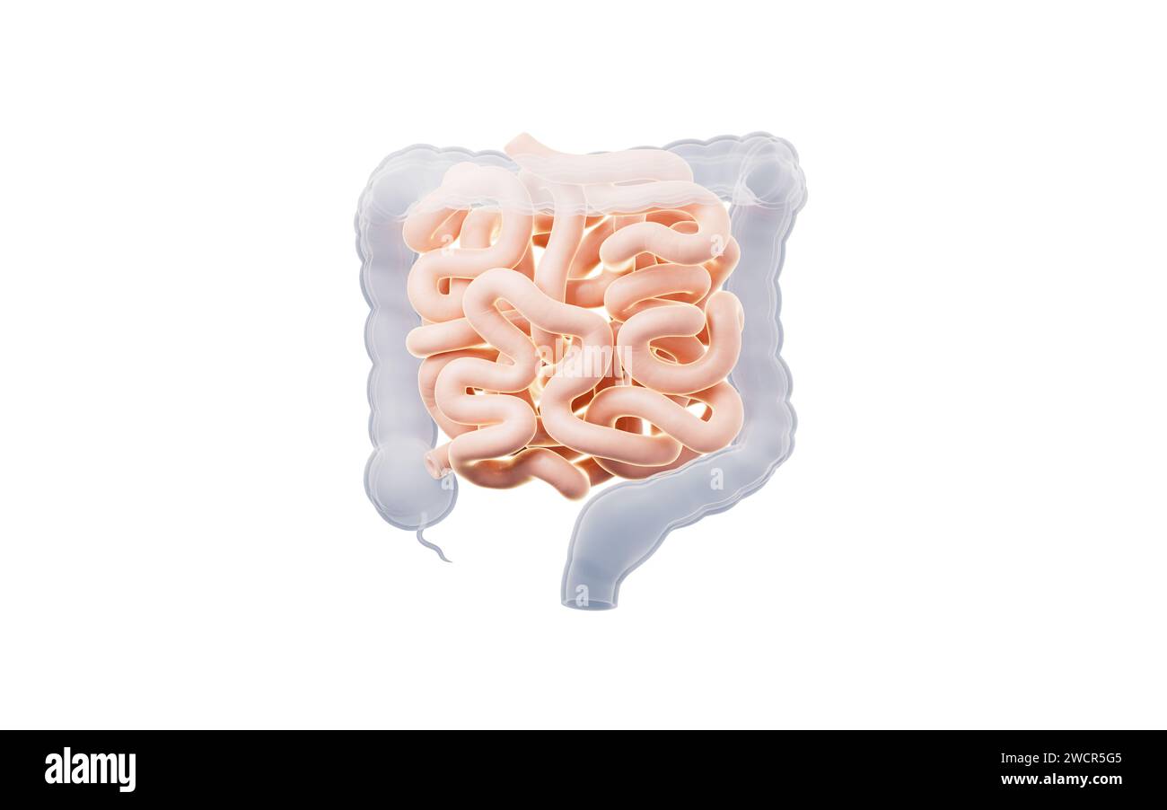 Intestinal tract with digestive health concept, 3d rendering. 3D ...
