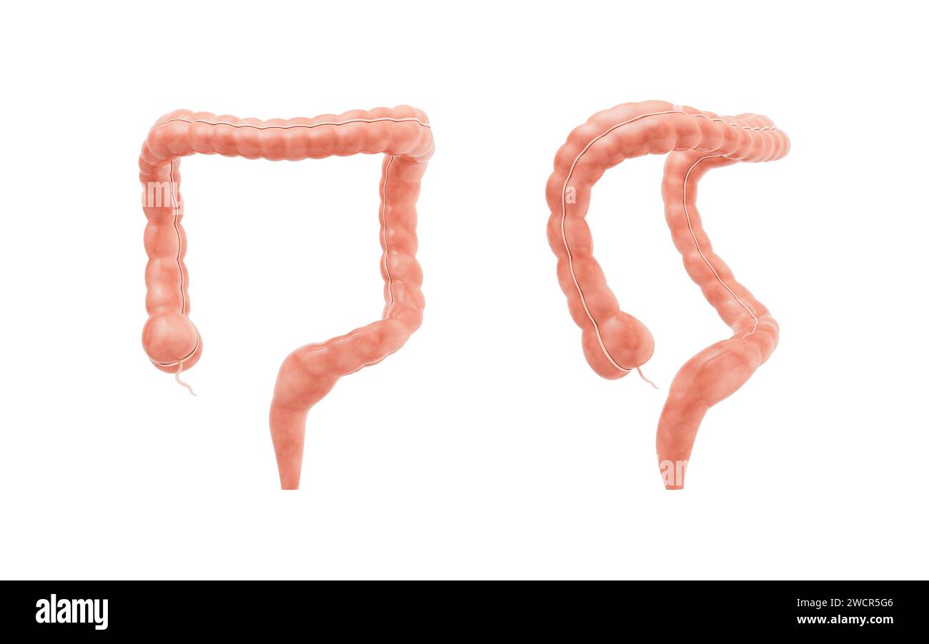 Intestinal tract with digestive health concept, 3d rendering. 3D ...