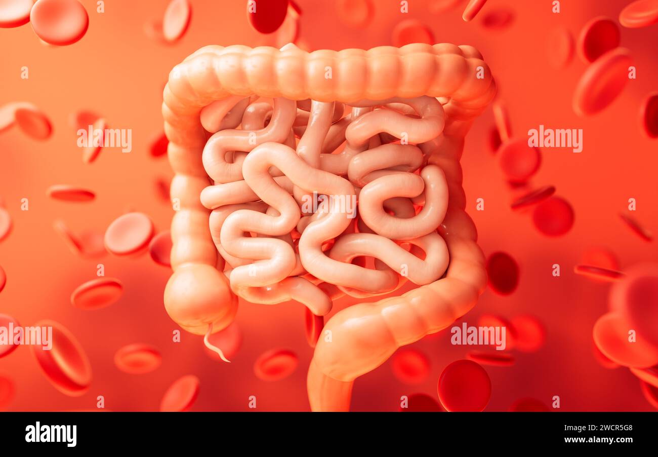 Intestinal tract with digestive health concept, 3d rendering. 3D ...